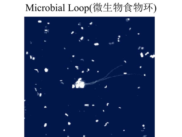 Part 7 Microbial Loop And Virus Ppt