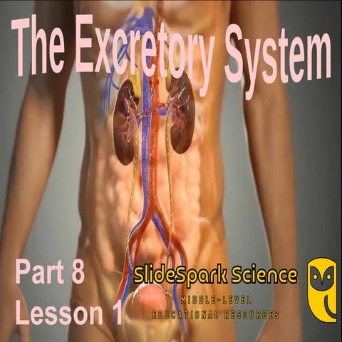Excretory System Introduction Lesson, Excretory System Slideshow, SlideSpark Science | PPTX
