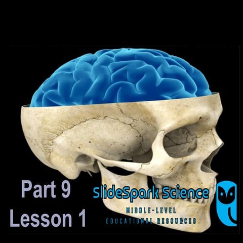 Introduction to the the Nervous System, Nervous System Slideshow ...