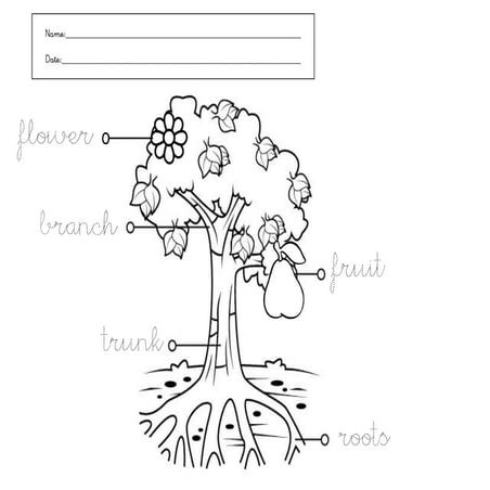 Partes arbol[1] | PDF