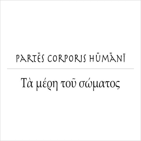 Partes corporis humani latine et graece | PDF