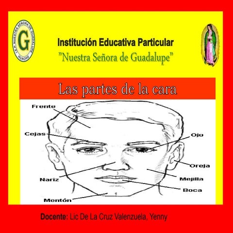 Partes de la cara | PPTX
