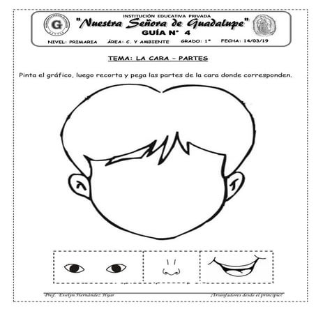 Partes de la cara | PDF