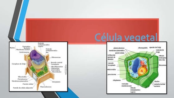 Celula vegetal | PPT