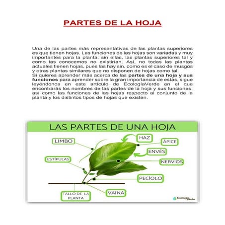 Partes De Una Hoja Y Sus Funciones Resumen Con Esquemas En 2021 Images