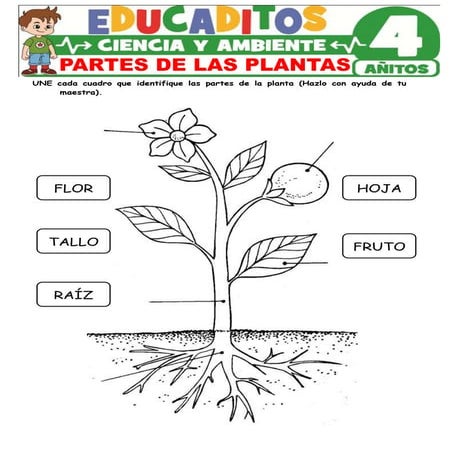 Partes De Una Planta Preescolar Actividad De Secuenciar El