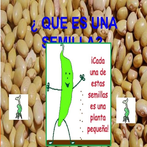 Partes De Una Semilla De Planta Etapa De Germinación