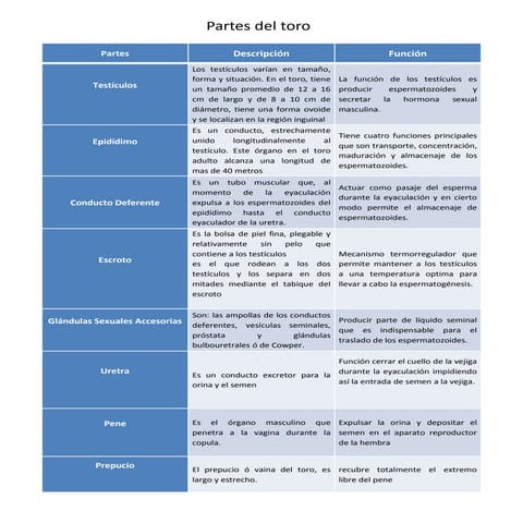 Partes del toro | PPTX