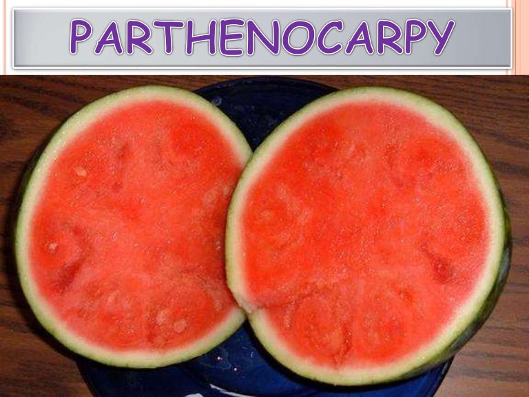 Parthenocarpy