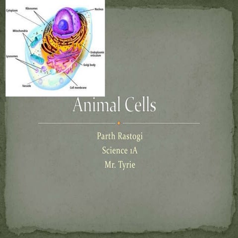 Student example: Animal cell presentation | PPTX