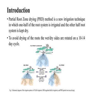 Partial Root Zone Drying Pptx