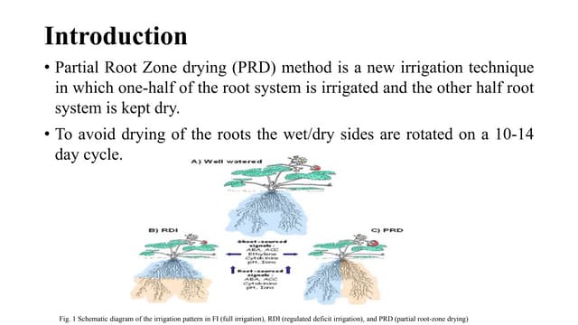 Partial Root Zone Drying Pptx