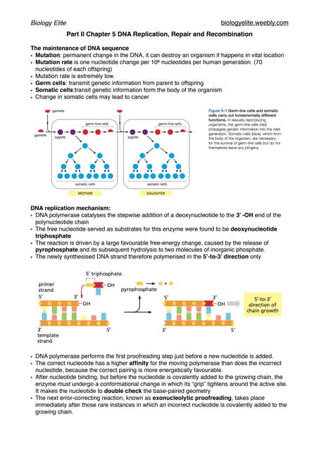 M. Meselson and F. Stahl experiment | PPTX | Chemistry | Science