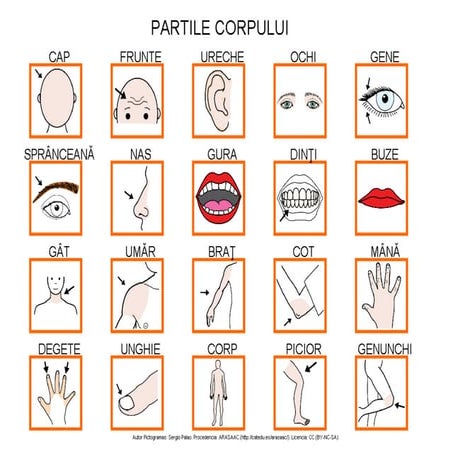 Partile corpului | PDF