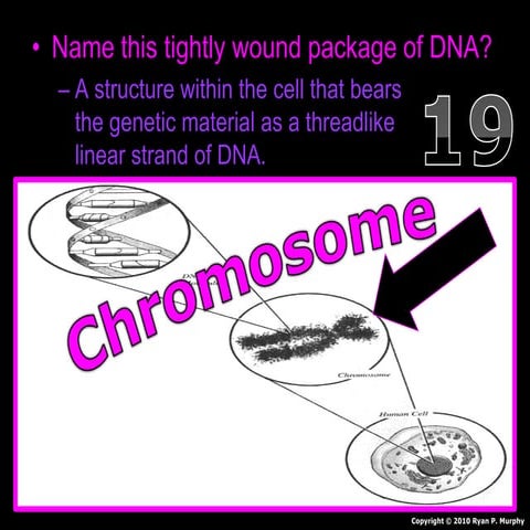 DNA Unit PowerPoint Review Game, Quiz, | PPTX