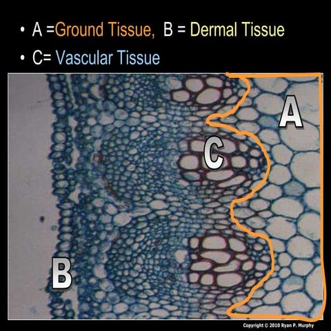 Plant Tissues, Woody Plants, Xylem, Phloem, Dendrochronolgy Biology ...