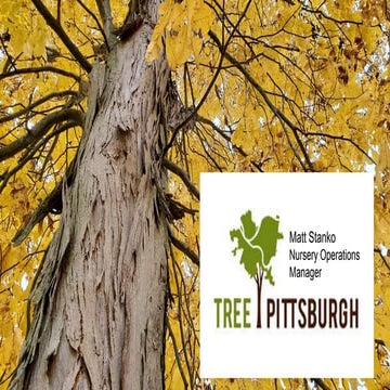 Starting a Tree Nursery: What you Need to Know | PPTX