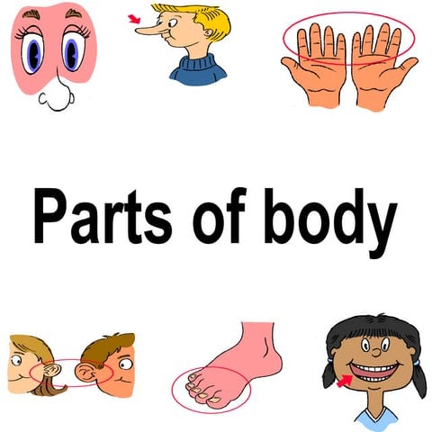 Body parts kindergarten open class or topic | PPT