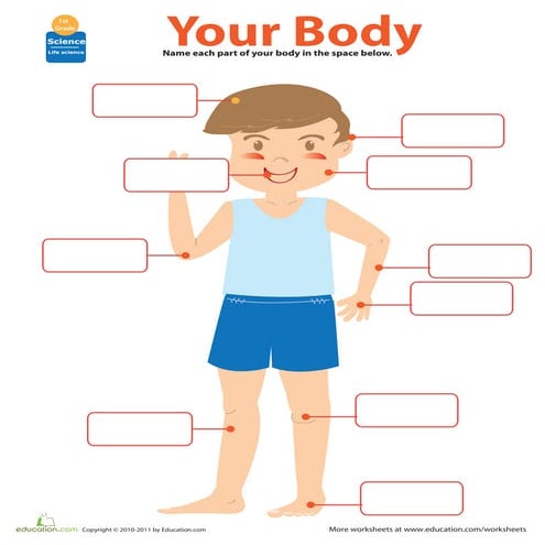 Body Parts | PDF
