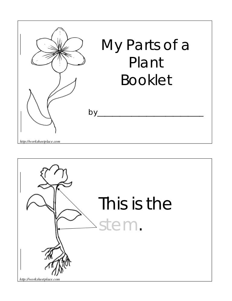 Labeling Plant Parts Kindergarten