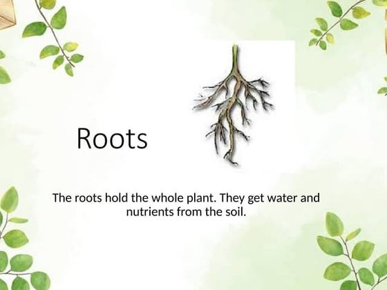 Science 3 parts and function of the plants | DOCX