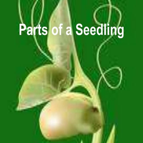 Parts of-a-seedling 2013 | PPTX