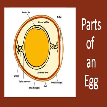 Parts-ohhhfghjkkjjghjhuhhf-an-Egg-PPT.pptx