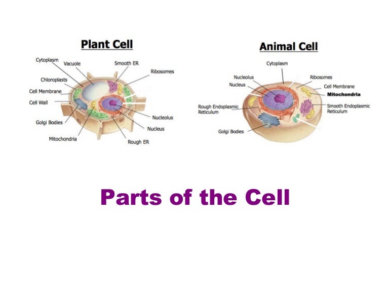 Parts of the Cell