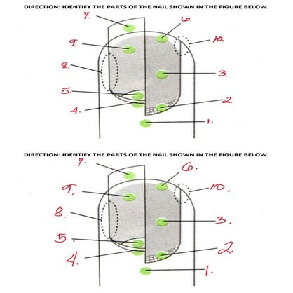 PARTS-OF-NAIL.docx