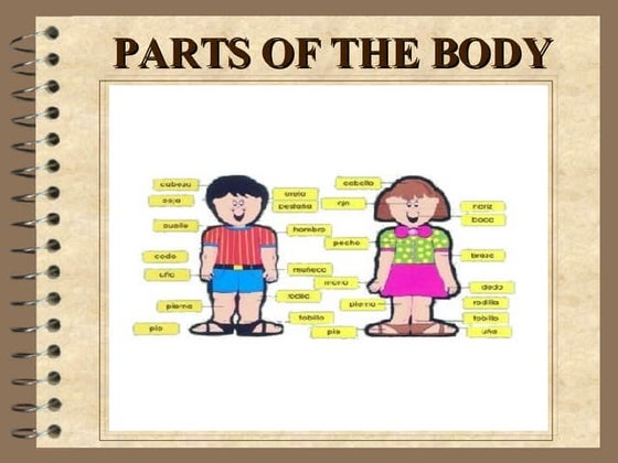 Body parts and face | PPT