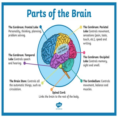 Brain Parts Poster