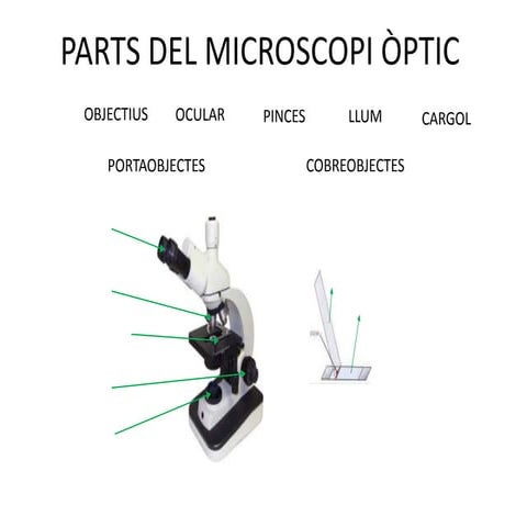 Parts del microscopi òptic | PPT