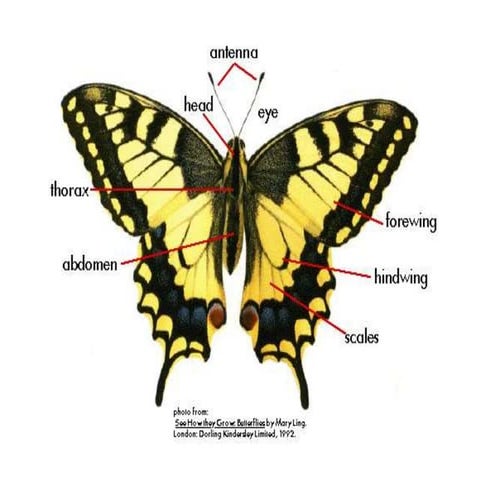 Parts of a Butterfly | PPTX