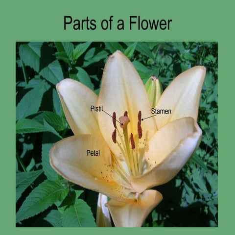 Parts of a flower | PPT | Gardening | Home & Garden