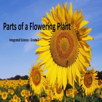 Parts of a Flowering Plant PRESENTATIONS | PDF | Gardening | Home & Garden