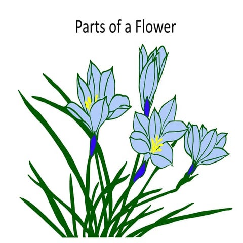 Parts of a flower notes | PPTX