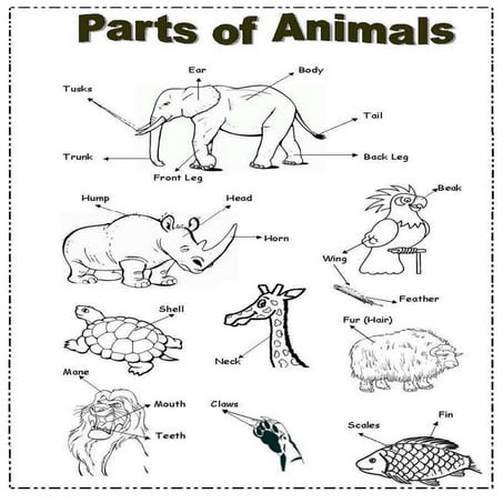 Parts of animals | PDF