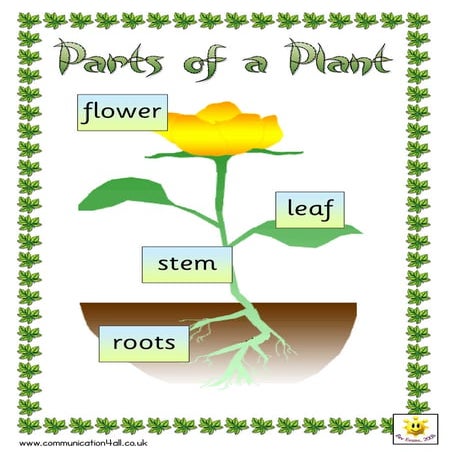Parts Of A Plant | PDF