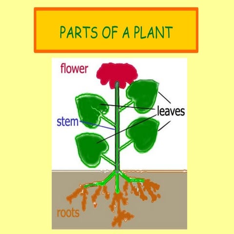 PARTS OF A PLANT | PPT | Agriculture | Industries
