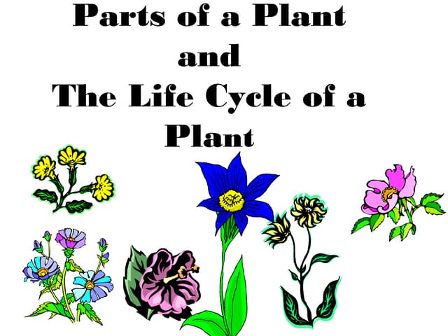 Powerpoint plant parts for science gr 5 | PPT