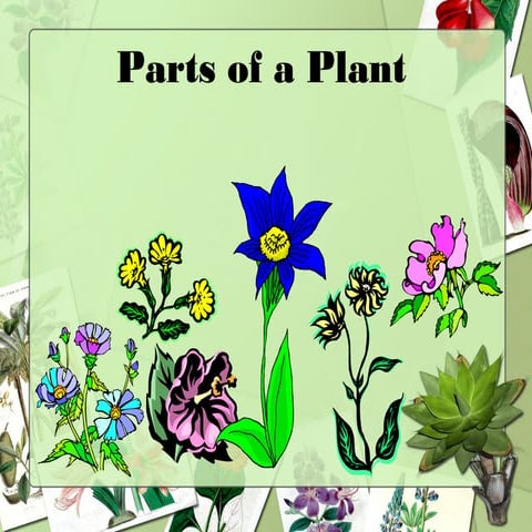 Topic: Parts of a plant for the 4th grades | PPTX