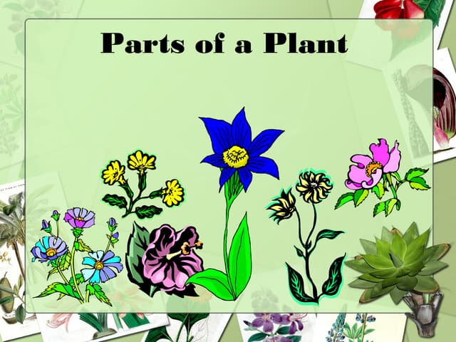 Topic: Parts of a plant for the 4th grades | PPTX