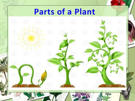The Parts Of Plants | PPT