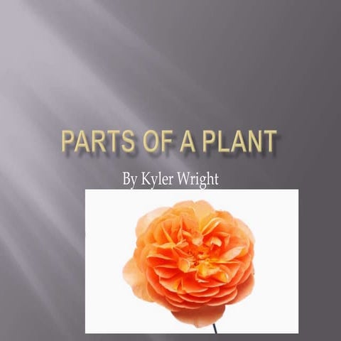 2nd grade plant pptKylerw | PPTX | Agriculture | Industries