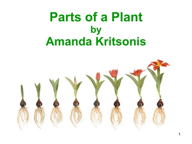 Parts of plants (roots, stem, leaf, flower, fruit, seed) slideshare | PPTX