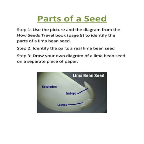Parts of a seed | RTF