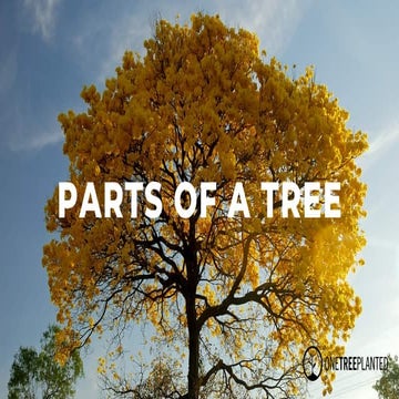 Parts of a tree module slides | PDF