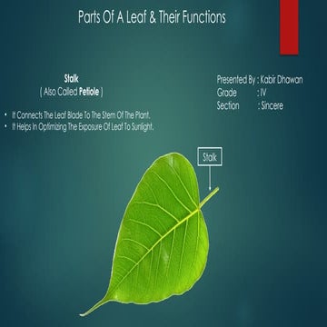 Parts of Leaf & their function in detail. | PPTX