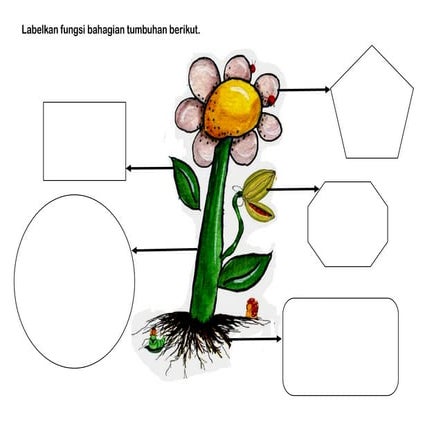 bahagian tumbuhan yang ada pada tumbuhan .pptx