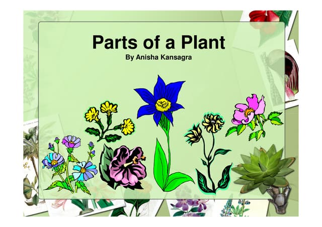 Second Grade Science: Plants | PPT